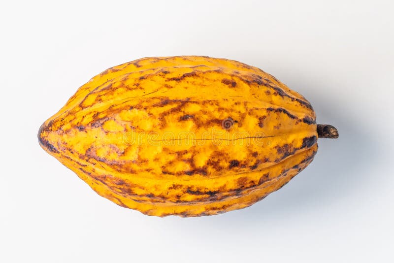 Fresh cacao pod stock photo. Image of fresh, grain, aroma - 207300464