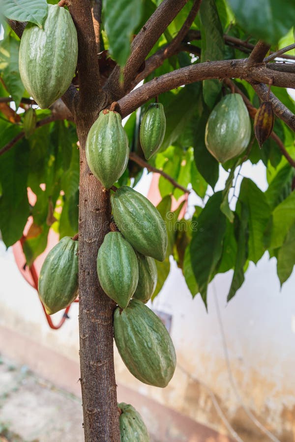 .Fresh Cacao Pods from the Cocoa Tree Stock Photo - Image of bean ...