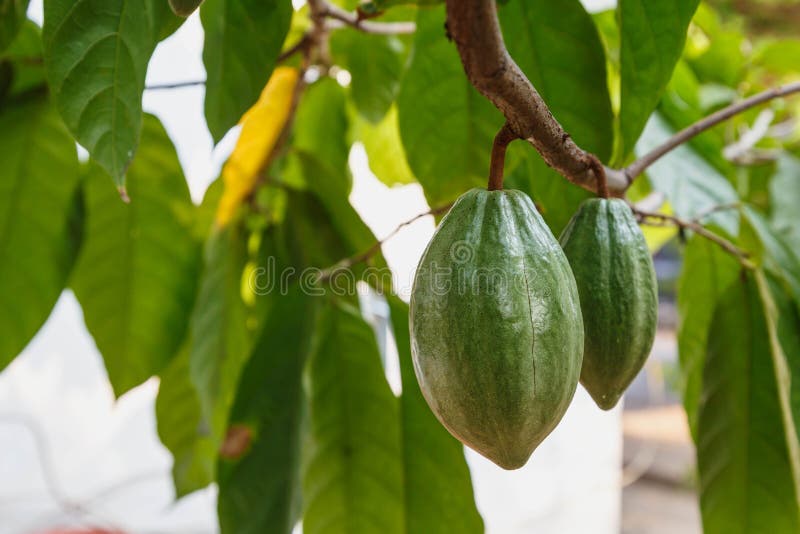 .Fresh Cacao Pods from the Cocoa Tree Stock Image - Image of botany ...