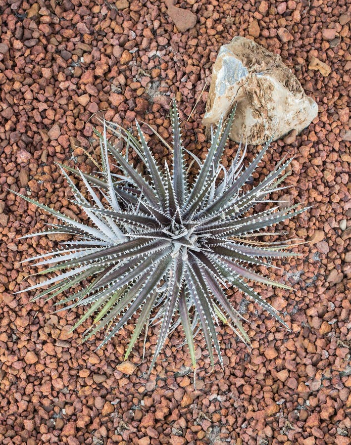 Fresh Cactus in Pebble Detail Stock Image - Image of cacti, shooting ...