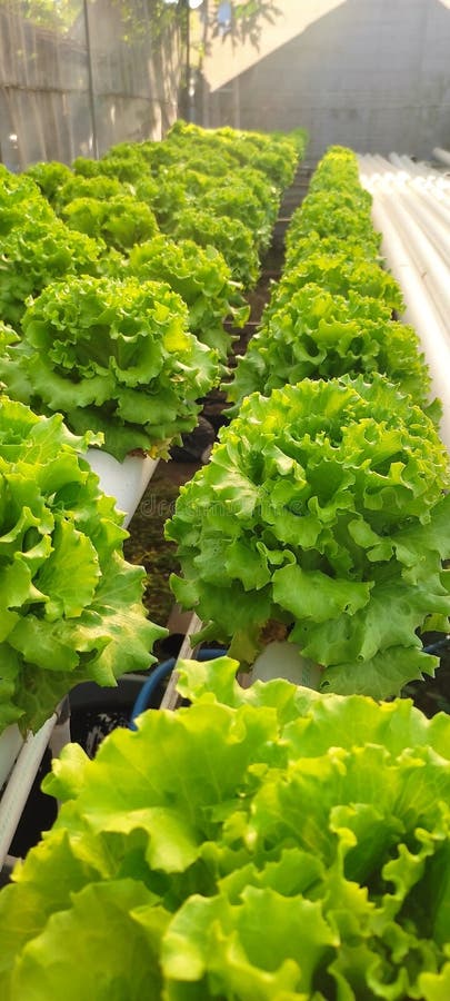 Fresh Caipira Lettuce Vegetables Stock Photo - Image of fresh, caipira ...