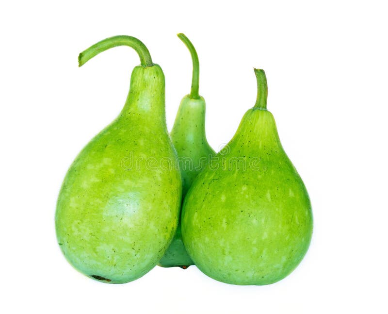 Calabash plant stock image. Image of calabash, agriculture - 49494171