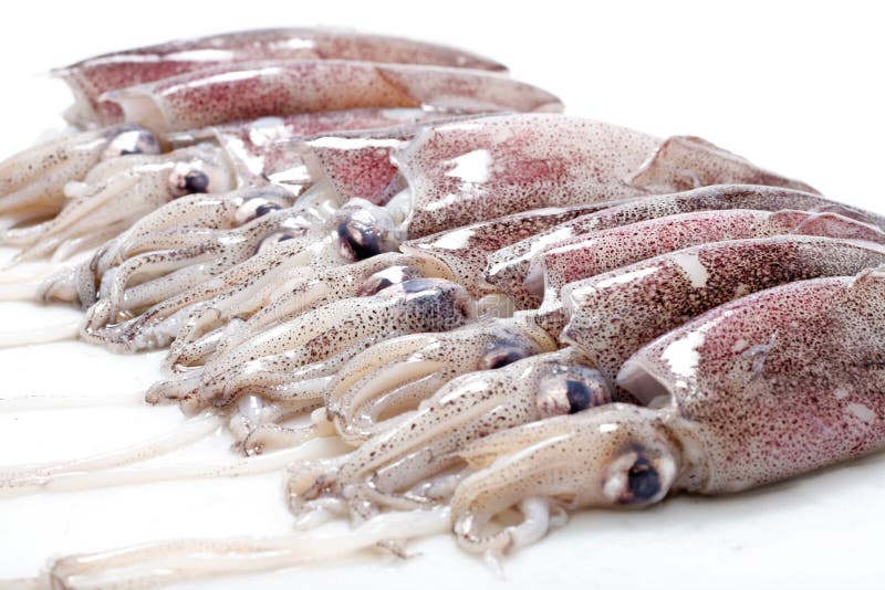 Fresh Calamari stock photo. Image of isolated, fishes - 15394774