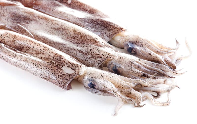 Fresh calamari stock image. Image of cuttlefish, nature - 24204883