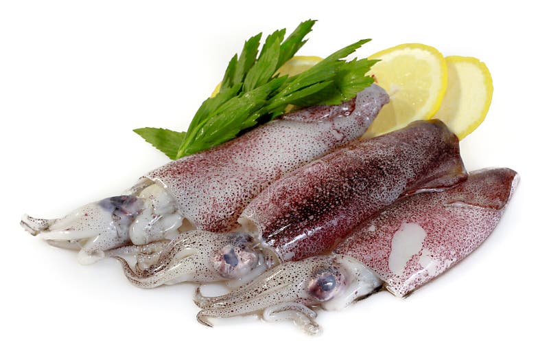 Fresh Calamari stock photo. Image of isolated, fishes - 15394774