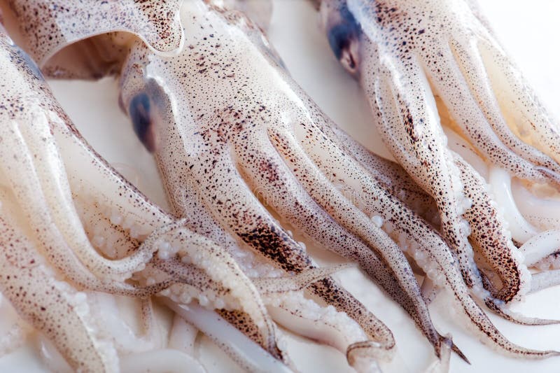 Fresh calamari stock photo. Image of protein, shadow - 76564728