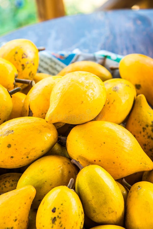 Fresh canistel fruits stock photo. Image of lucuma, fruit - 207262346