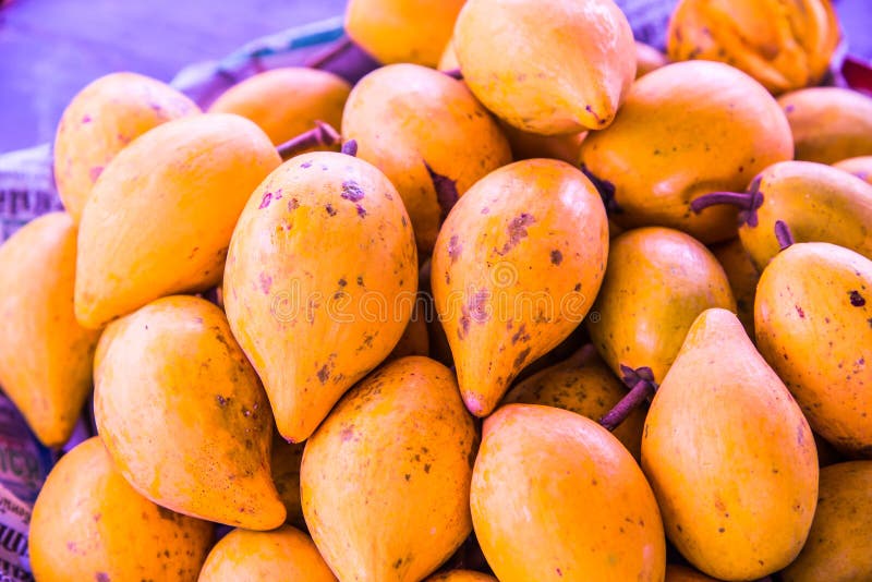 Fresh canistel fruits stock photo. Image of chesa, group - 207262758