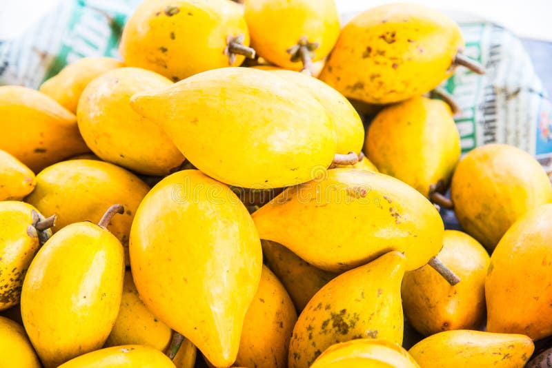Fresh Canistel Fruits on Tray Stock Image - Image of campechiana ...