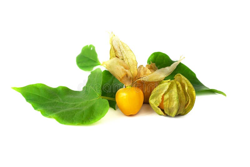 Fresh Cape Gooseberry Fruit Stock Photo - Image of delicious, fruit ...