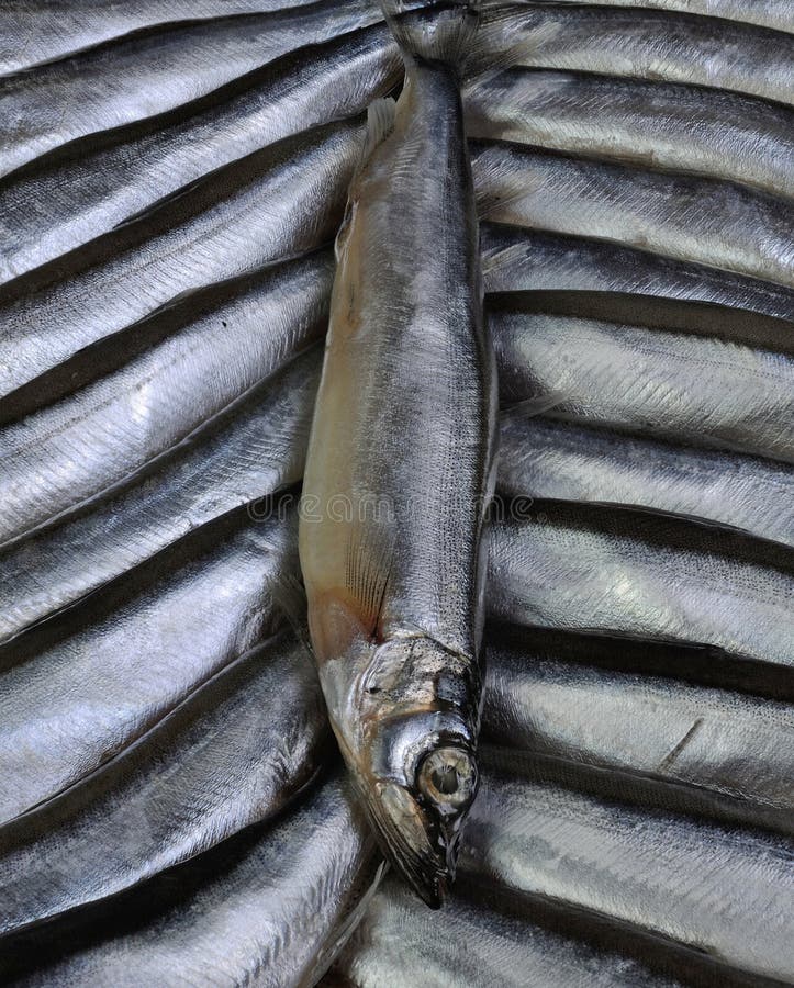 Fresh capelin stock image. Image of capelin, fish, bird - 52454707