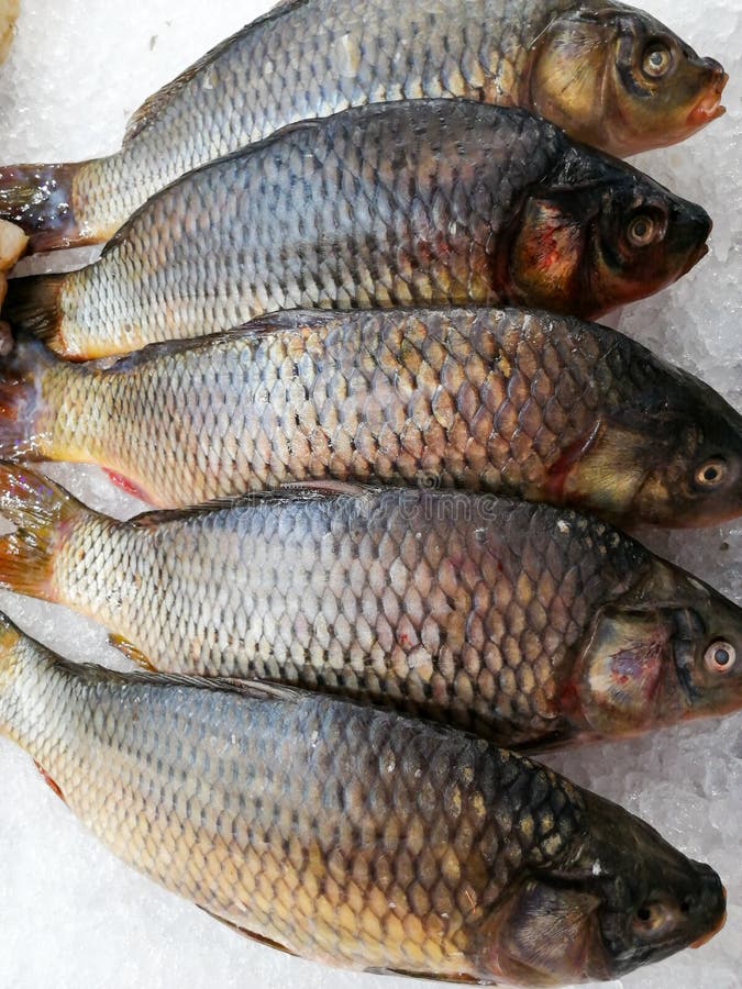 Capr Fish Stock Photos - Free & Royalty-Free Stock Photos from Dreamstime