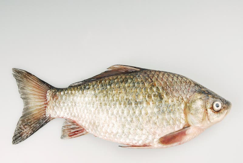 Fresh carp fish stock image. Image of fresh, nature, meal - 20131927