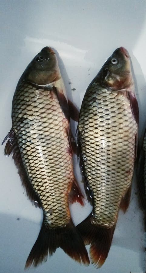 Fresh carp fish catch stock image. Image of catch, white - 127926317