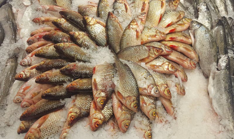 Fresh carp fish stock image. Image of frozen, prepared - 82527679