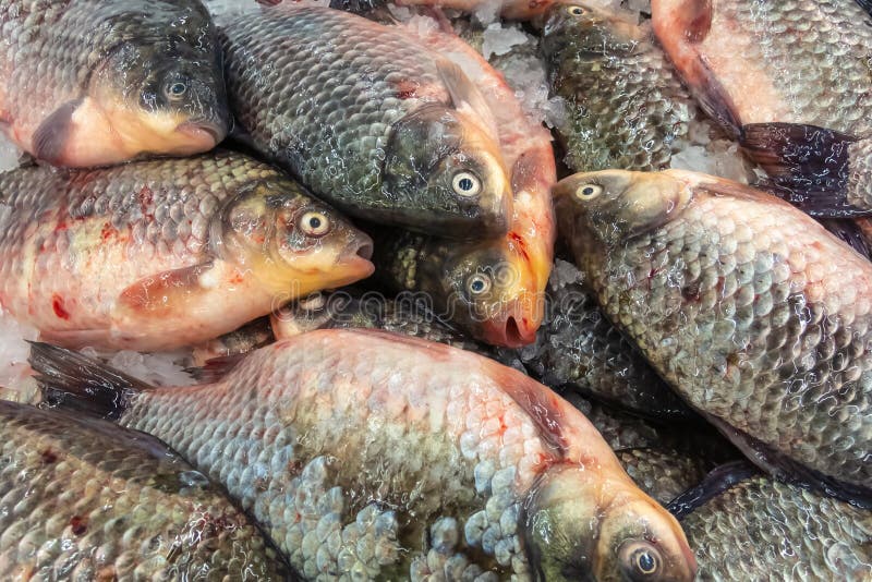 Fresh Carp Fish in the Market Stock Image - Image of meat, head: 194474411