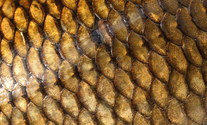 393 Scale Carp Fish Texture Stock Photos - Free & Royalty-Free Stock ...