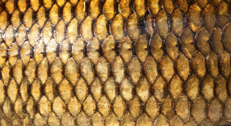 526 Scale Carp Fish Texture Stock Photos - Free & Royalty-Free Stock ...