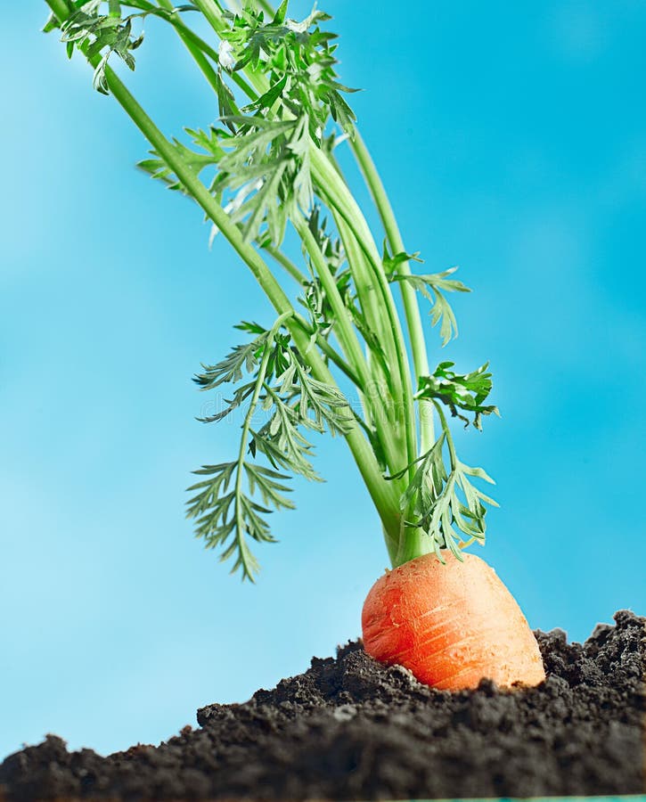 Fresh carrot stock photo. Image of nutrition, farming - 24063370