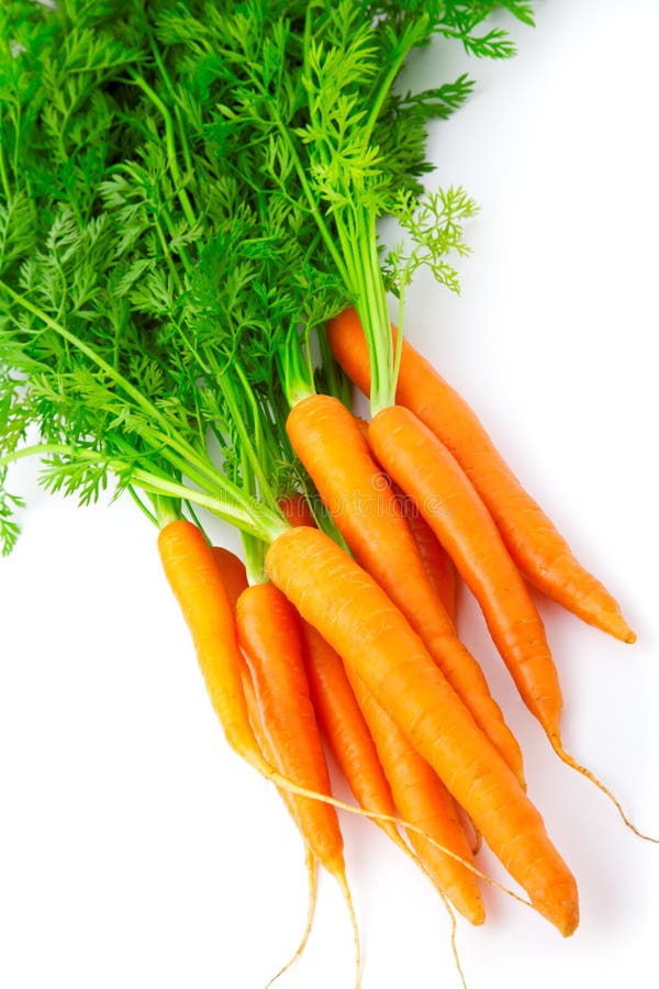 Bunch of Carrots with Green Leaves in a Man Hand Stock Image - Image of ...