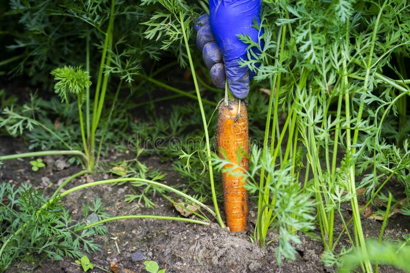 Fresh carrot harvest stock photo. Image of carrot, nature - 208824836