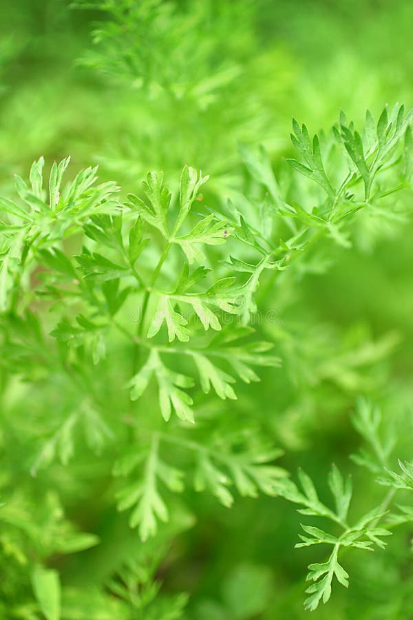 Fresh carrot leaves stock photo. Image of green, organic - 7575486