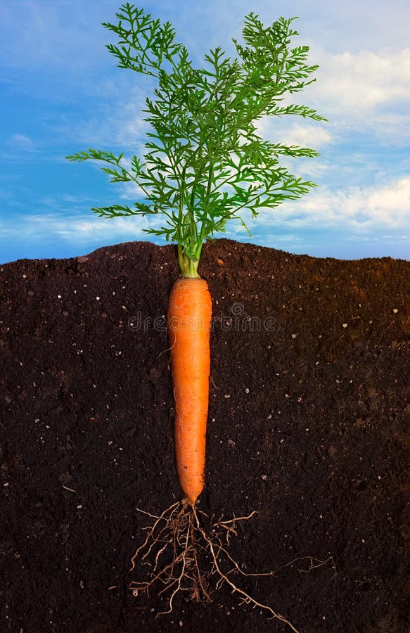 552,347 Carrot Stock Photos - Free & Royalty-Free Stock Photos from ...