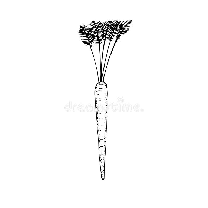 Fresh Carrot with Tops, Vector Doodle Illustration Stock Illustration ...