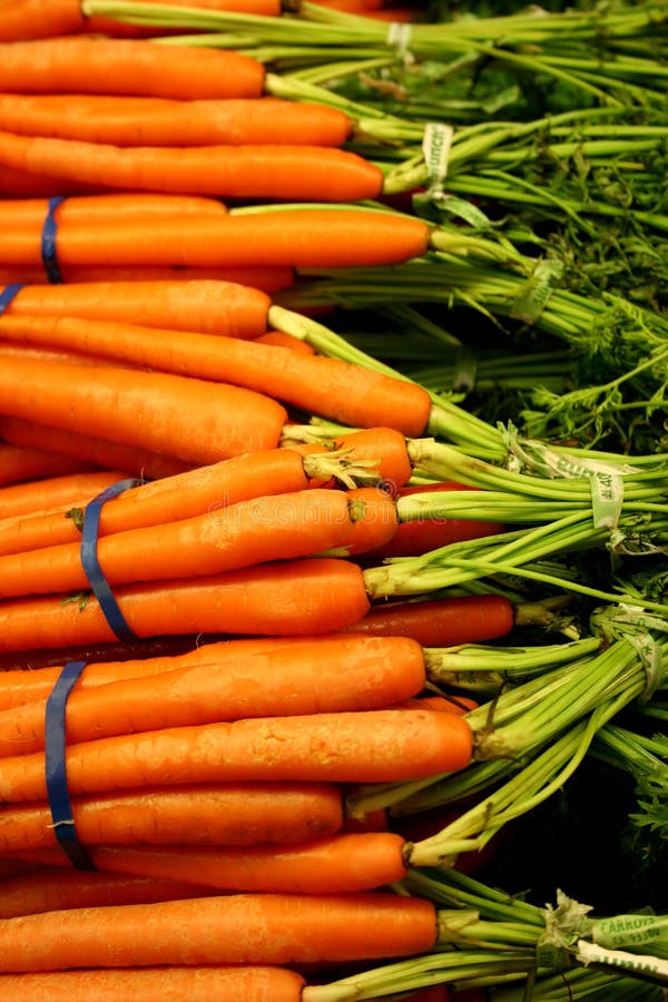 Fresh Carrots stock photo. Image of harvested, green, carrots - 184646
