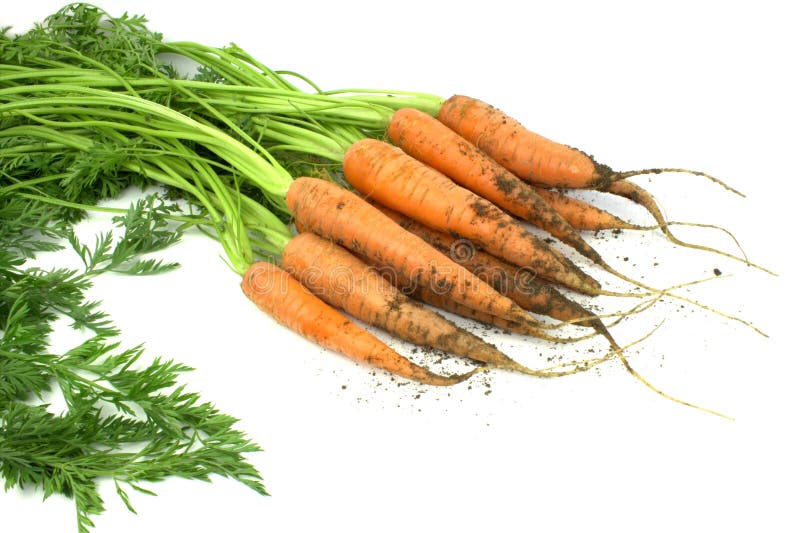 Fresh carrots stock image. Image of growing, diet, healthy - 25259941