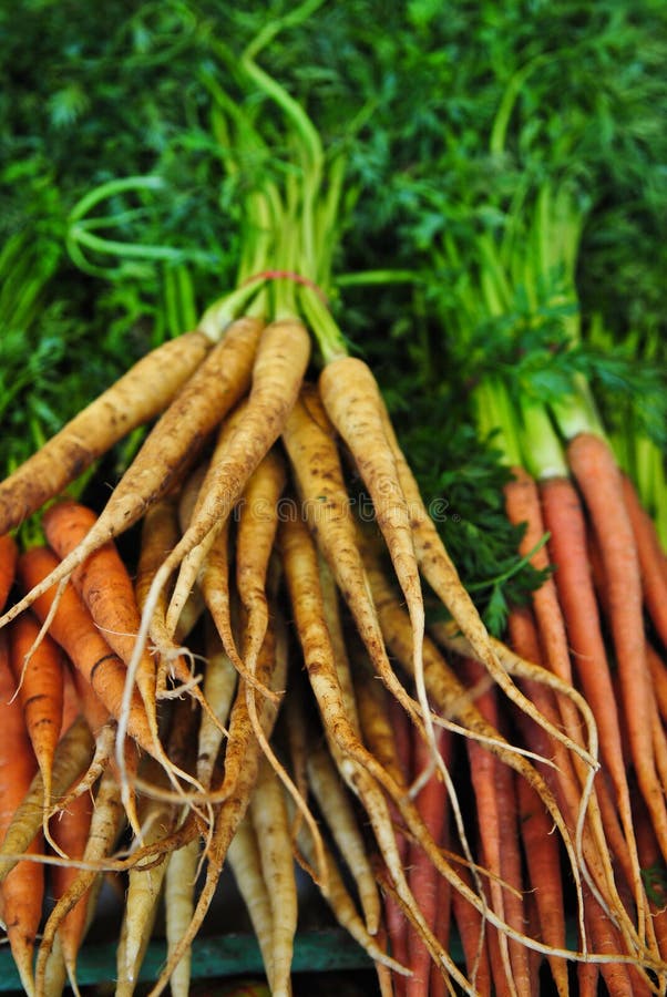 Fresh Carrots stock photo. Image of healthy, leafy, fresh - 27074004