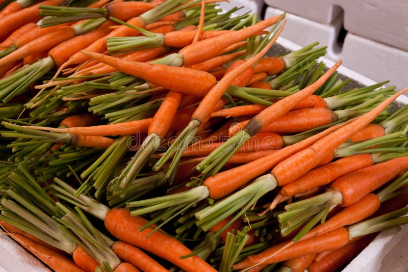 Fresh carrots stock photo. Image of produce, salad, arrangement - 27322526