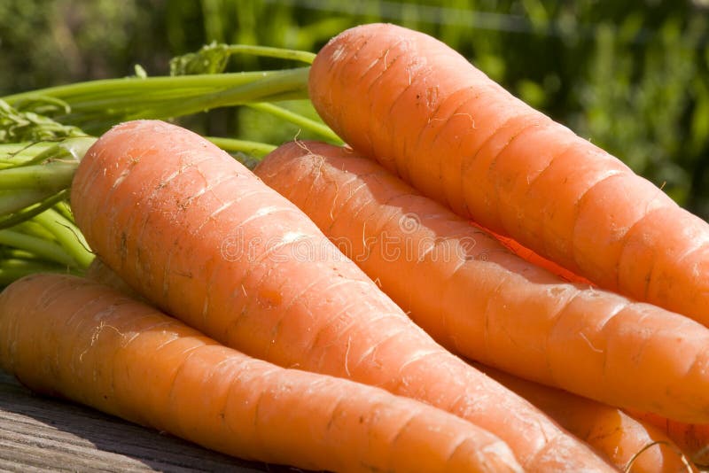 Fresh carrots stock photo. Image of organic, food, crop - 5395890