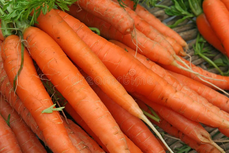Fresh Carrots stock image. Image of green, organic, pungent - 9798319