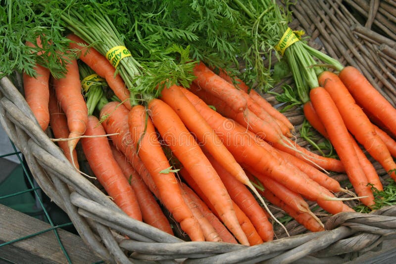 Fresh Carrots stock photo. Image of nature, basket, rabbit - 9798330