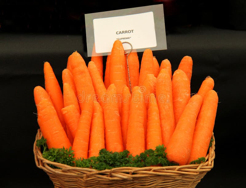 Fresh Carrots. stock photo. Image of carrots, food, produce - 33950048
