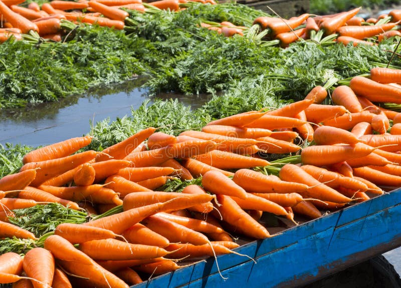 Fresh Carrots from the Farm Stock Photo - Image of organic, orange ...