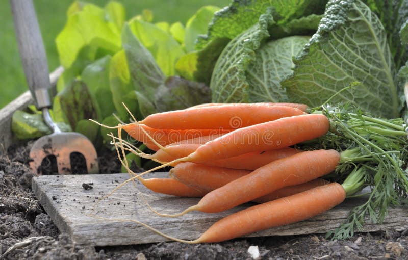 Fresh carrots in garden stock image. Image of organic - 100862933