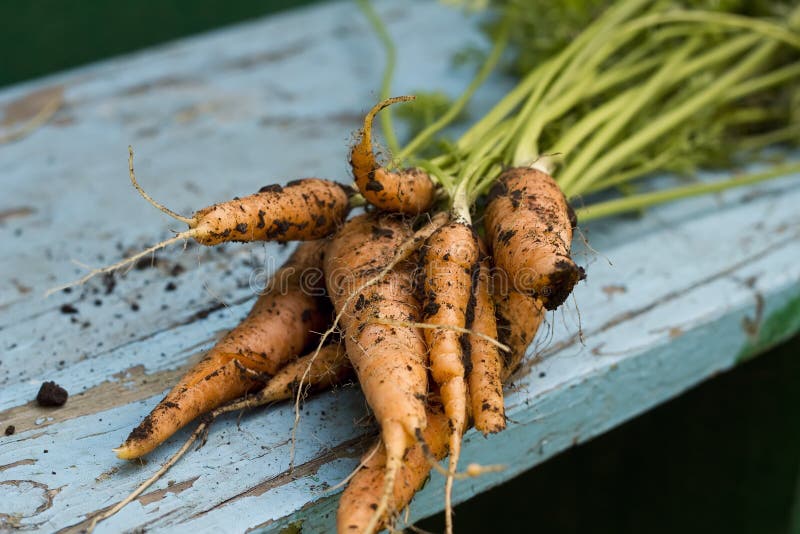 Black Root Rot of Carrot - Alternaria Radicina Stock Photo - Image of ...