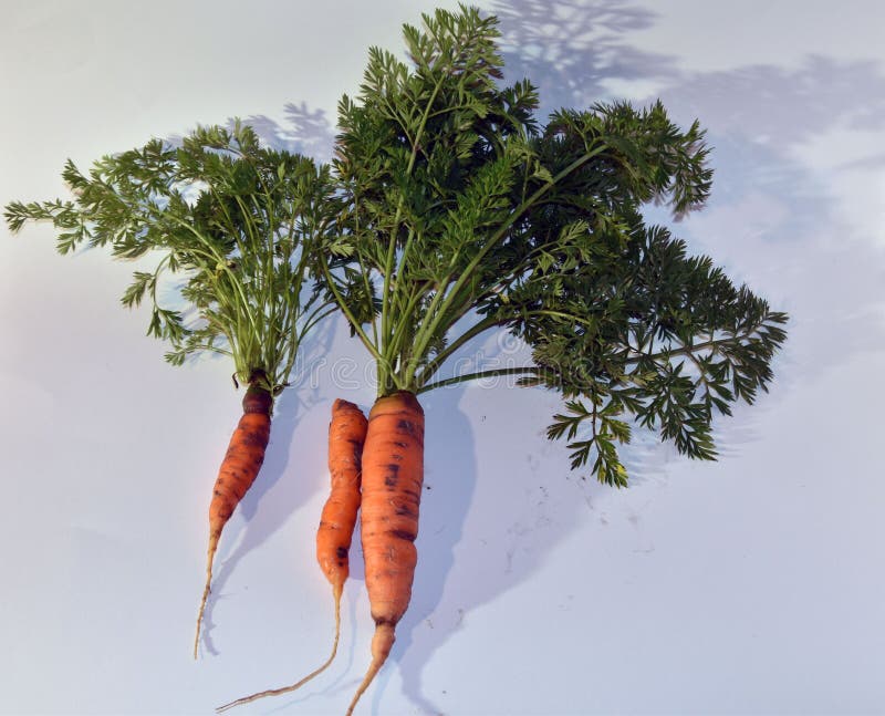 Fresh Carrots with Long Green Stems Put on the Empty White Surface ...