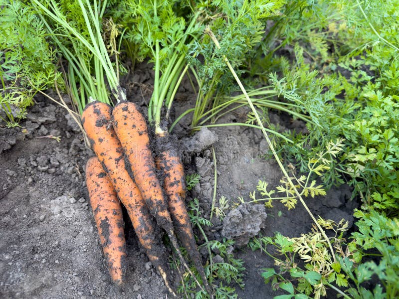 Fresh Carrots Near the Carrot Patch Stock Image - Image of harvest ...