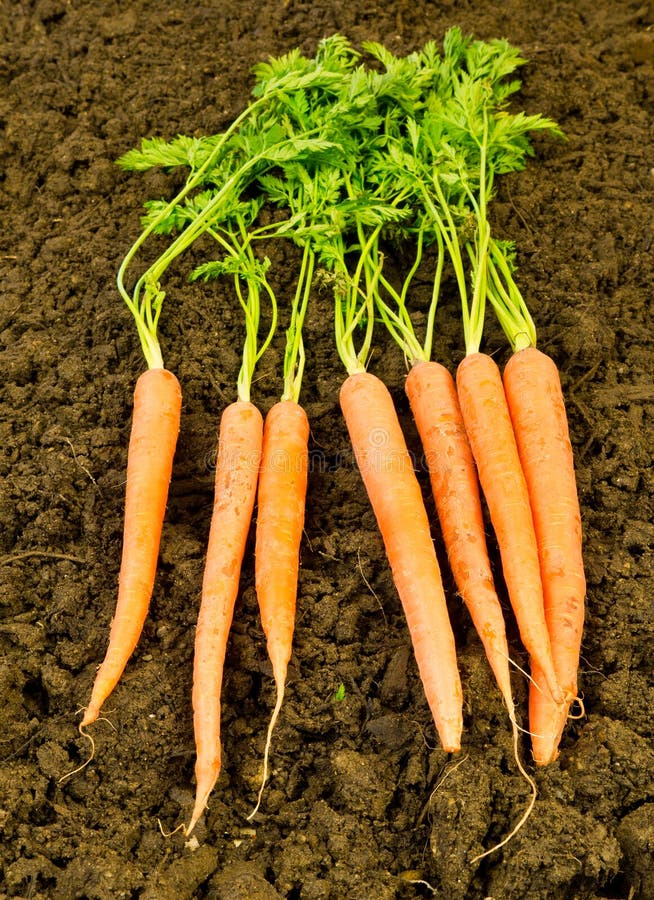 Carrots growing in soil stock photo. Image of bundle - 13786286