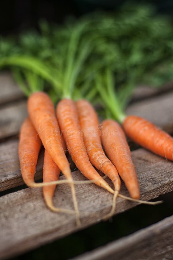 Fresh carrots stock photo. Image of table, carrots, fresh - 43216010