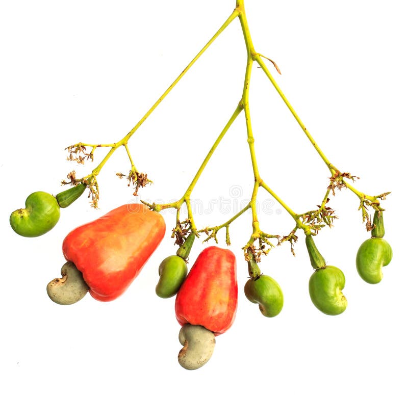 Fresh Cashew Nut. stock photo. Image of apple, tropical - 112490000