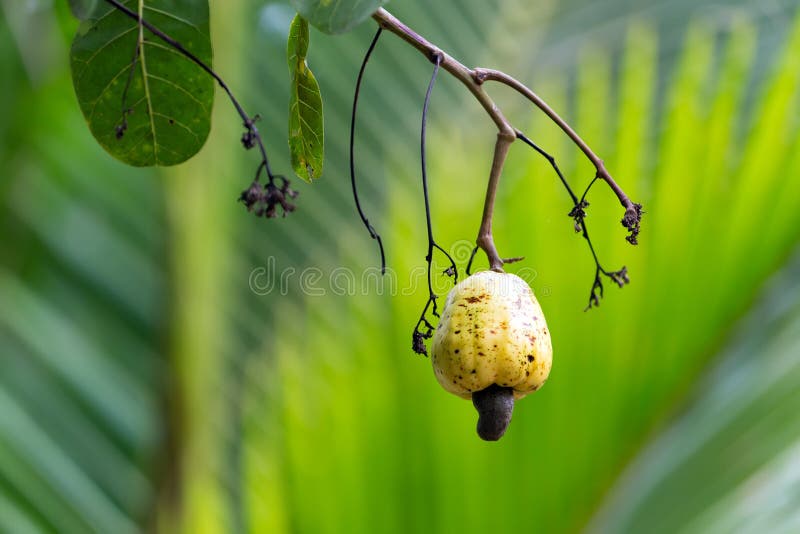 Fresh cashew nuts on tree stock photo. Image of nuts - 99642600