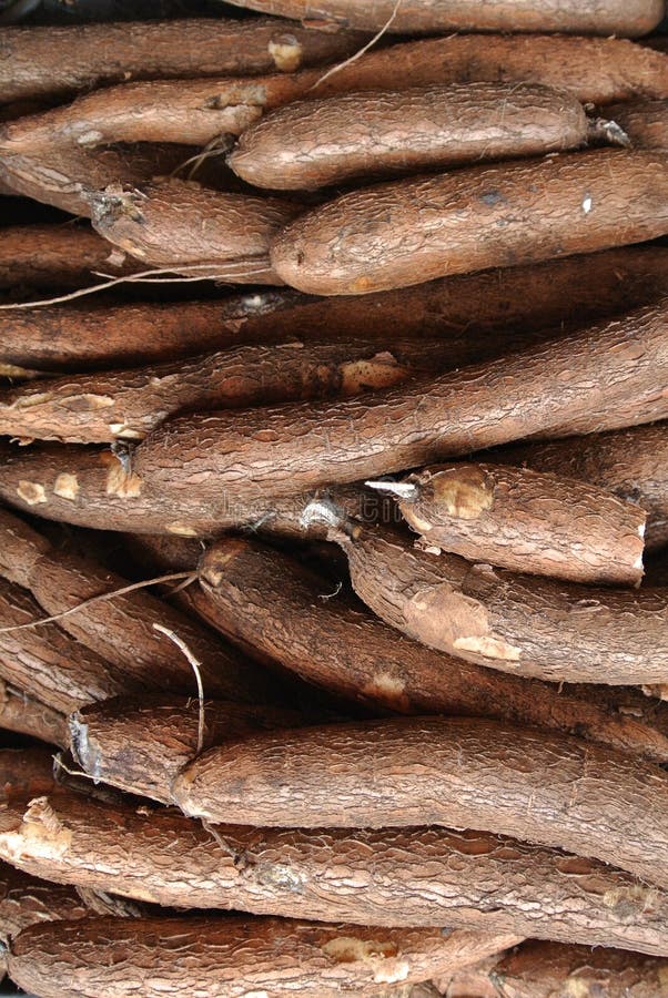 Fresh Cassava Roots stock photo. Image of tropical, hand - 32168870