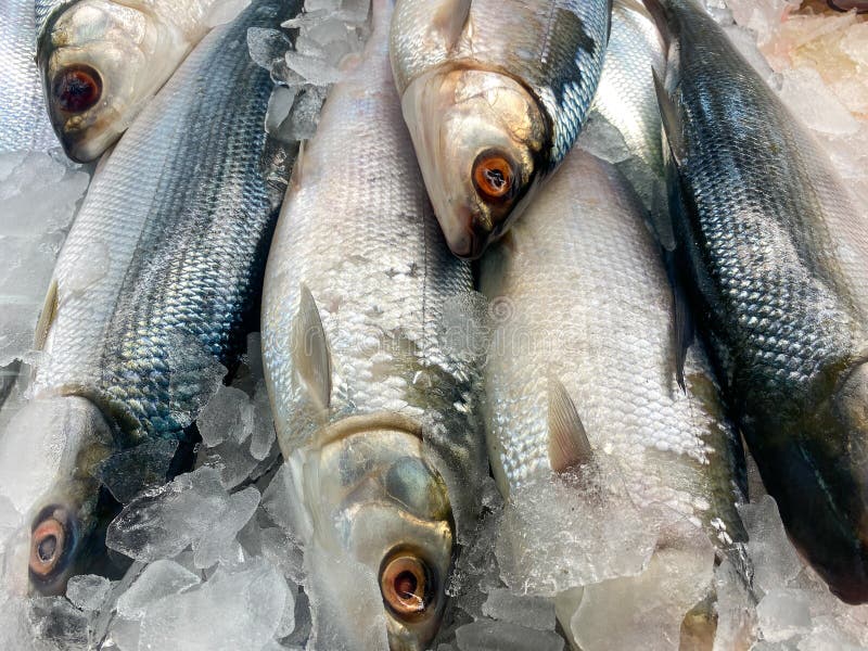 Fresh cassava fish on ice stock photo. Image of life - 264651606
