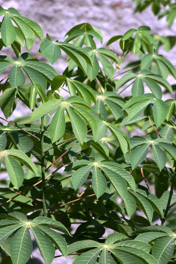 Fresh cassava leaf stock image. Image of agriculture - 46261431
