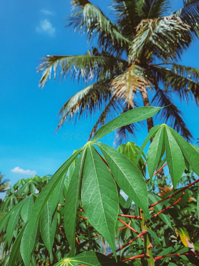 Fresh cassava leaves stock photo. Image of leaf, branch - 264015004
