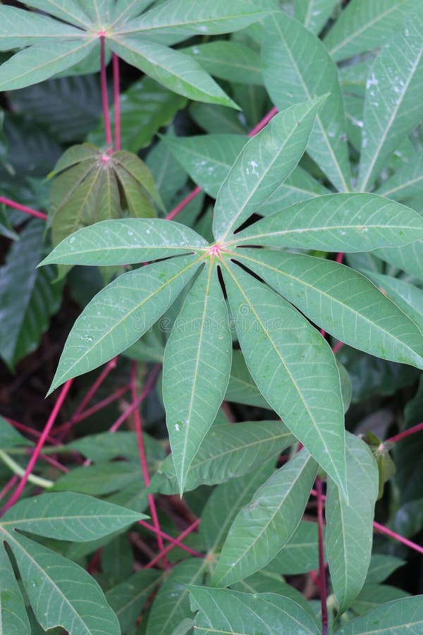 Cassava, Also Called Manioc, Yuca, Balinghoy, Mogo, Mandioca, Kamoteng ...